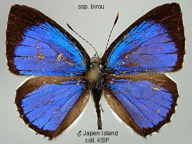 Papua Insects Foundation (Lepidoptera/Lycaenidae/Lycaeninae(Philiris ...